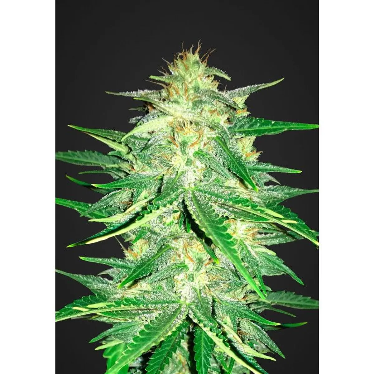 Lemon AK-47 X5 Auto | naturalgrow.cl