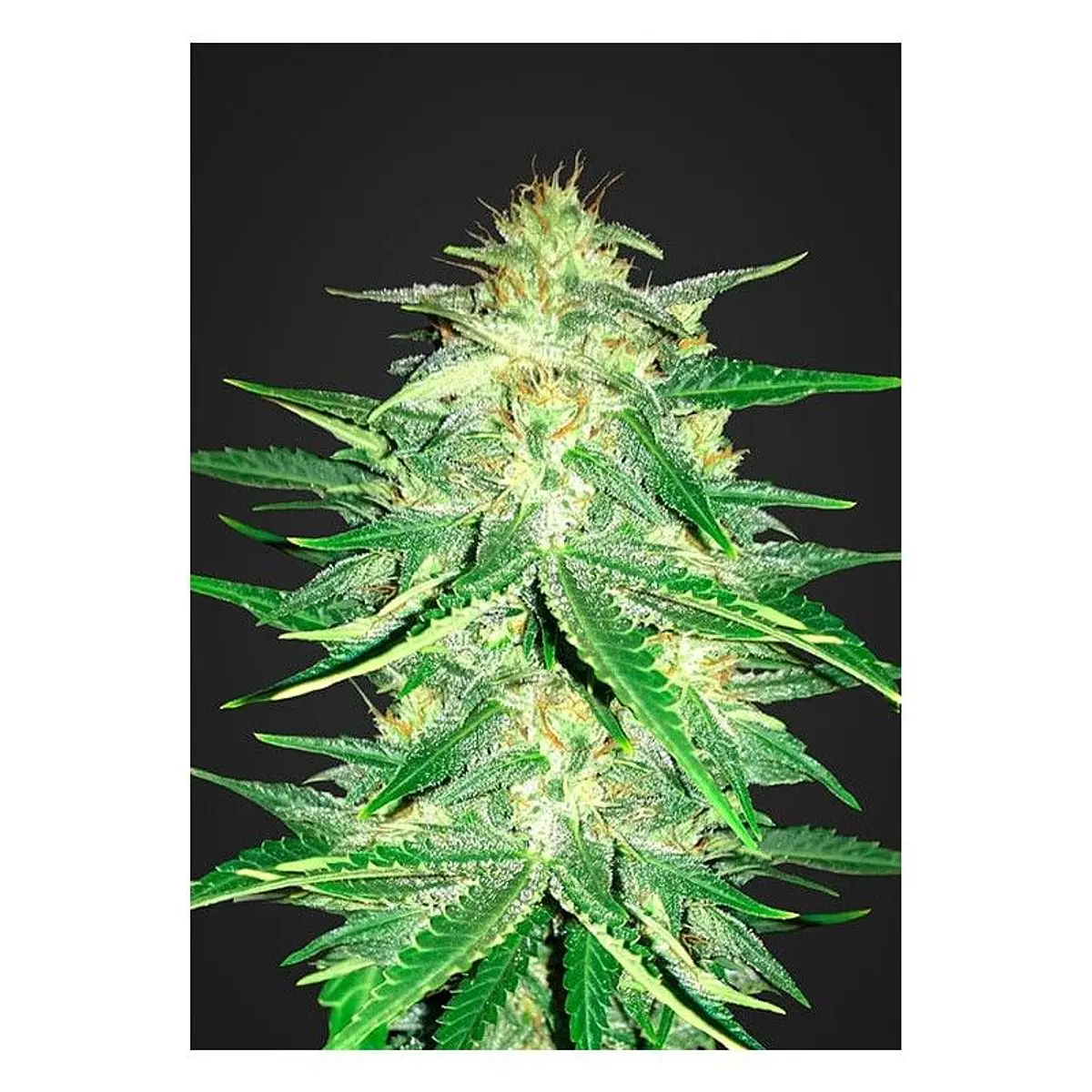 Lemon AK-47 x1 Auto | naturalgrow.cl