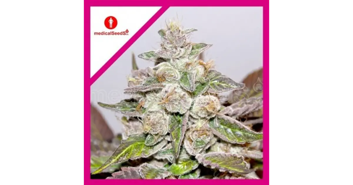 Mendocino Purple Kush – sabores terrosos y tonos púrpura