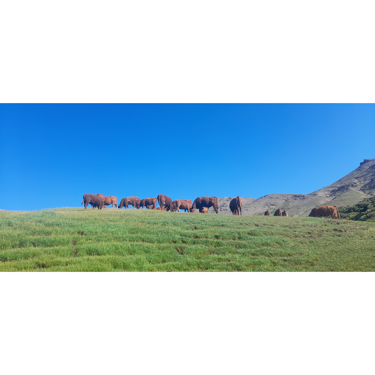 Novillos y Toritos Angus Rojo