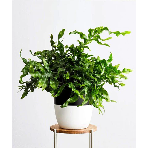 Kangaroo Paw Fern