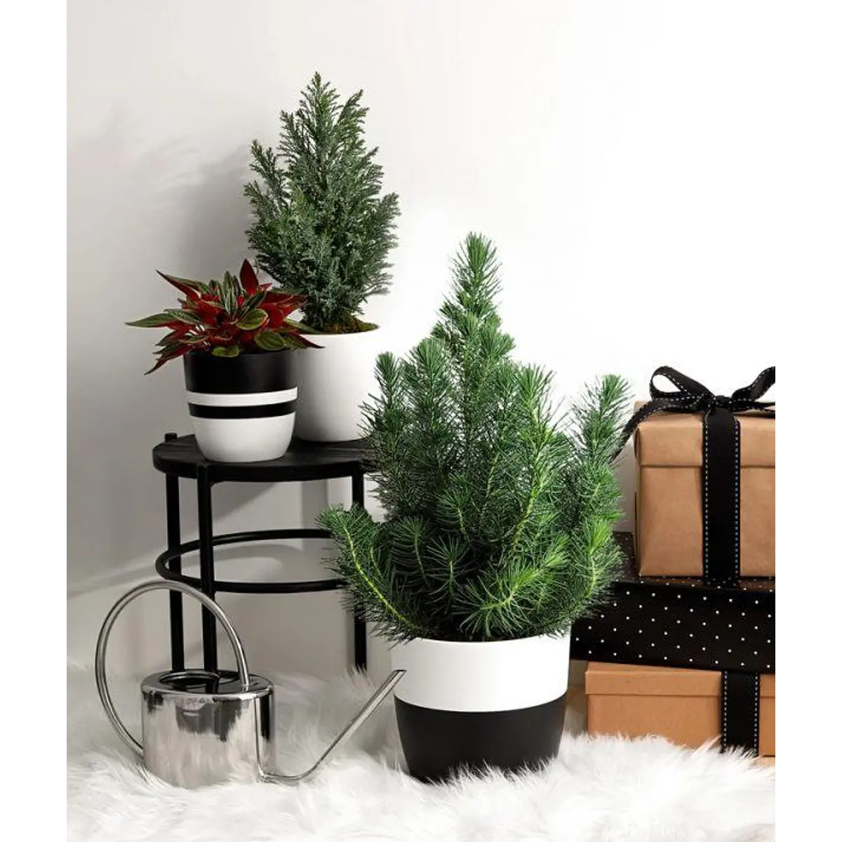Italian Stone Pine