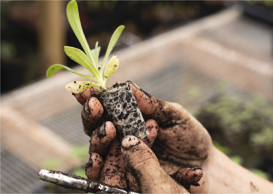 Ventajas de hacer almácigos | Oslo®: Herramientas y Maquinaria Agrícola
