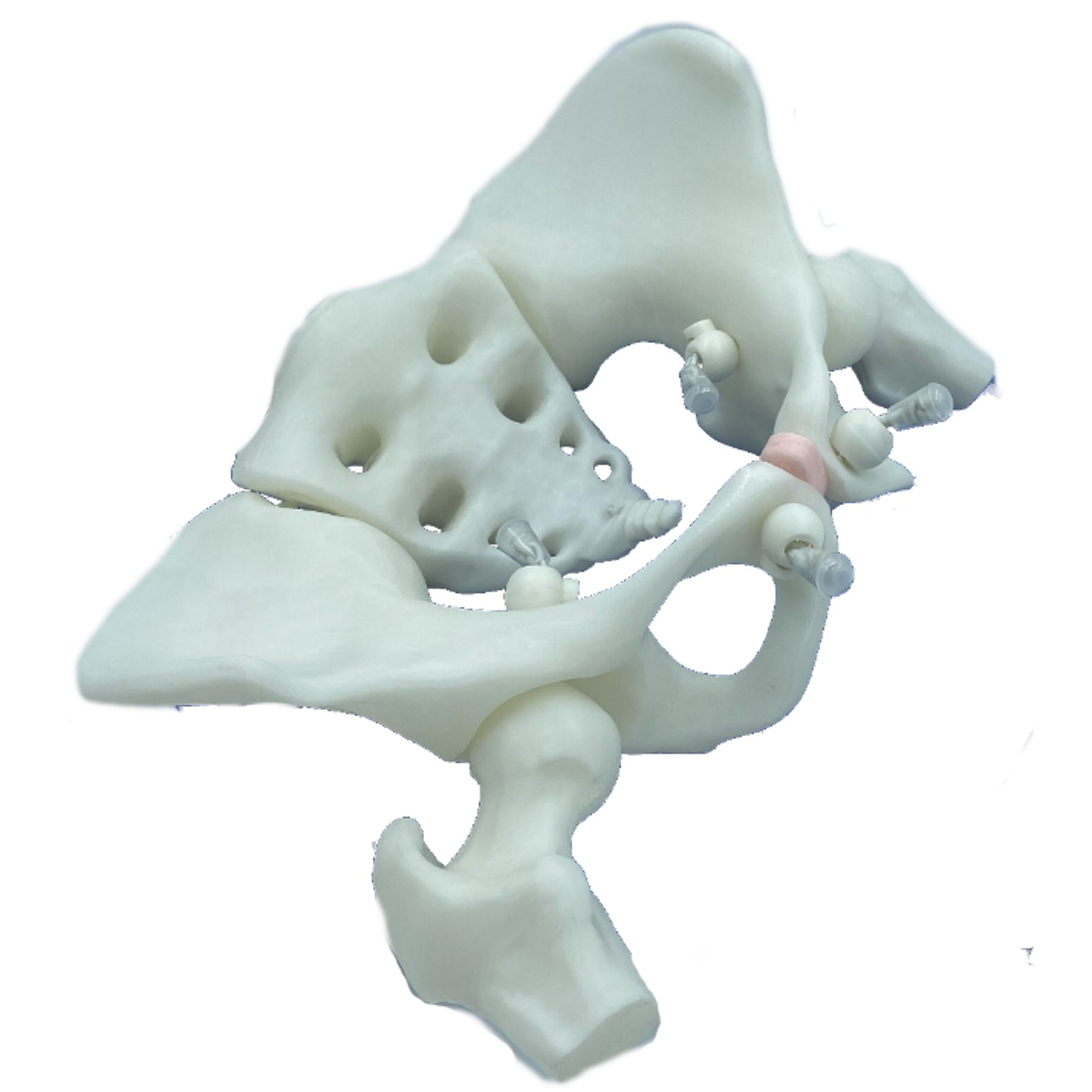 PELVIS ARTICULADA CON FÉMURES