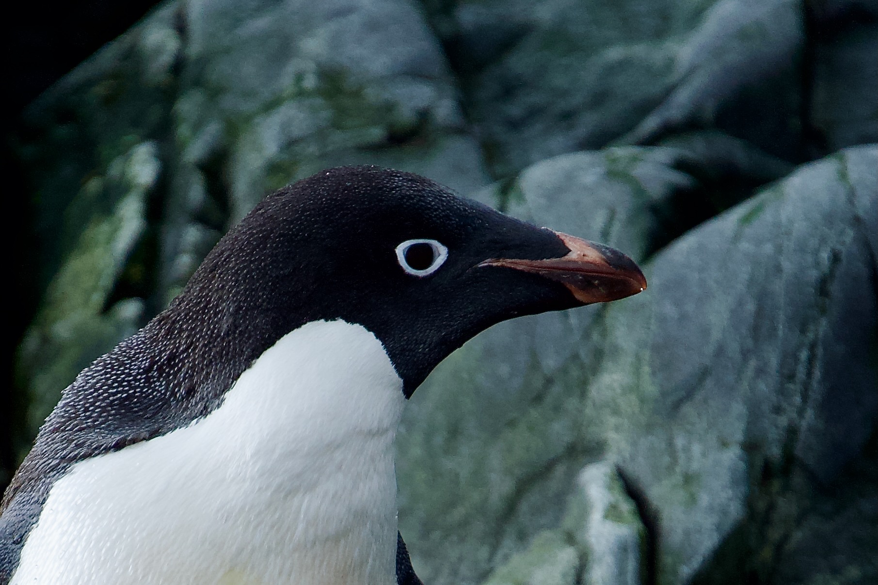 Wildlife Guide: King Penguin Facts