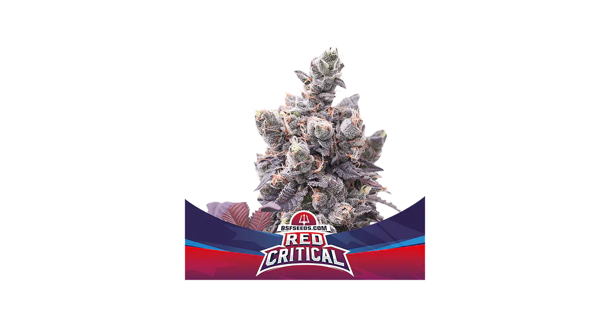 Red Critical Auto - 4u - BSF Seeds