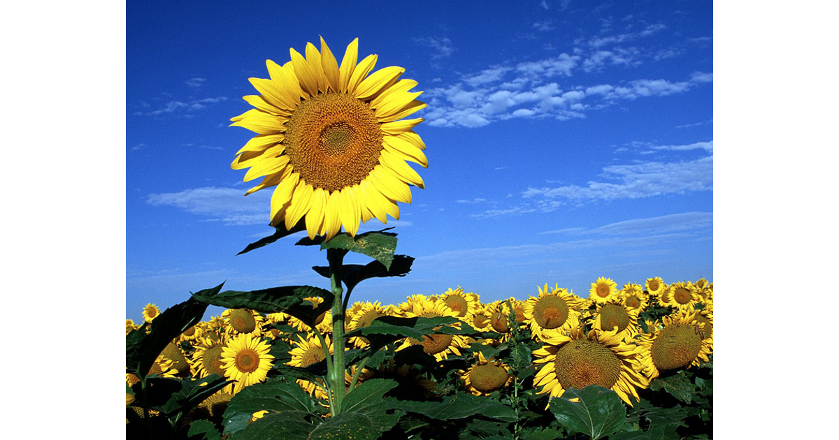 Sunflowers, different sizes