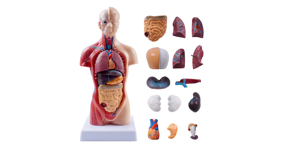 Modelo Anatómico Torso 28cm 15 Partes Extraíbles Con Base