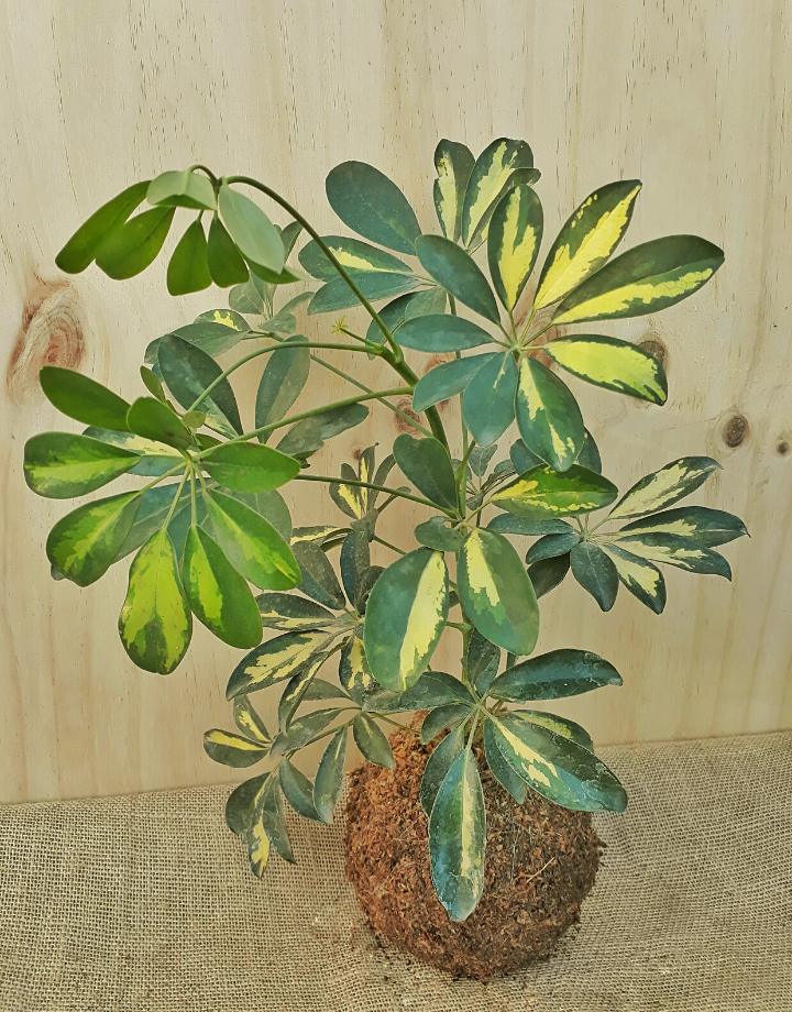 Cheflera - Schefflera | Planeta Musgo