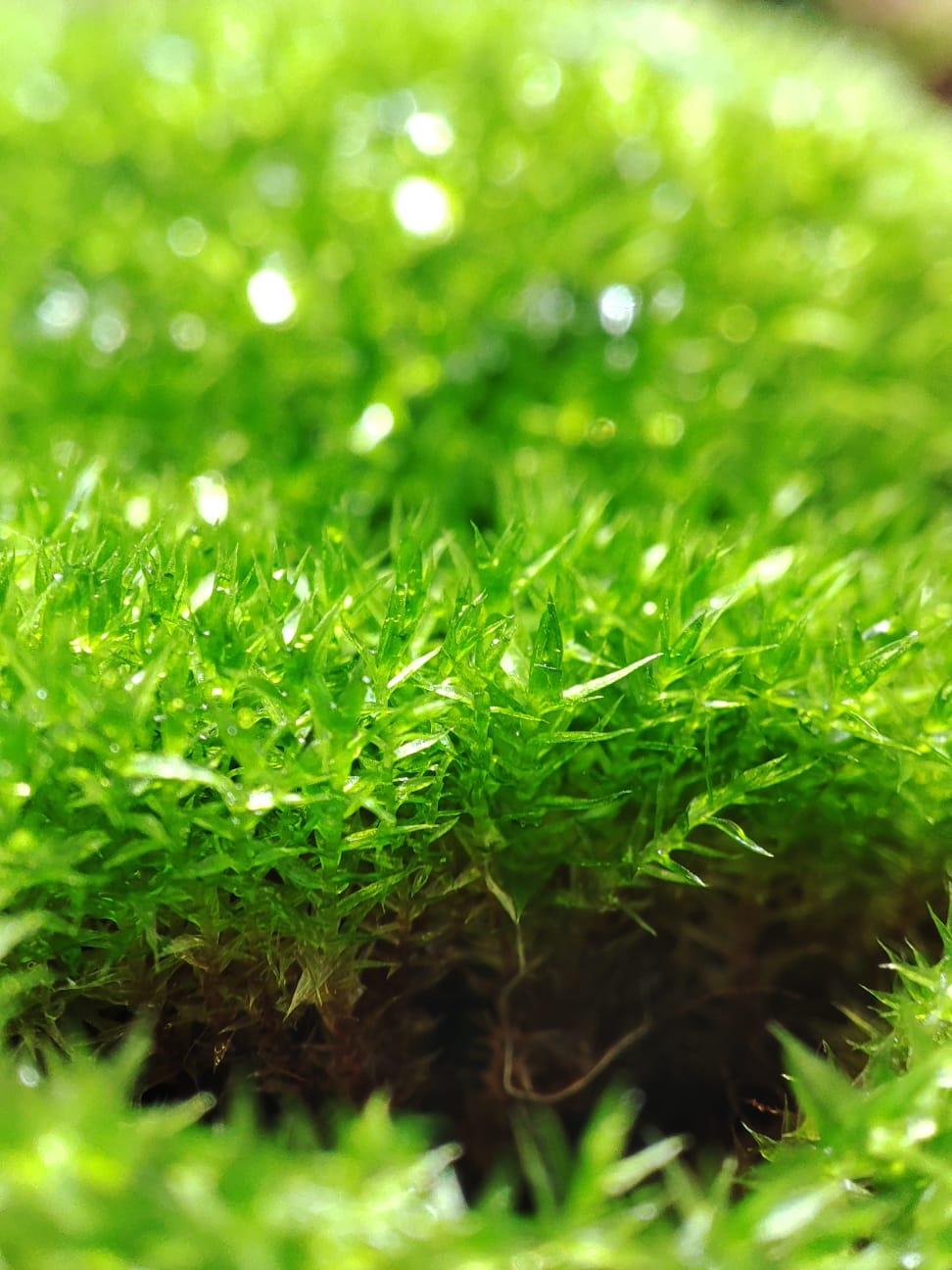 Musgarium: El Primer purificador biofílico en base a Musgos