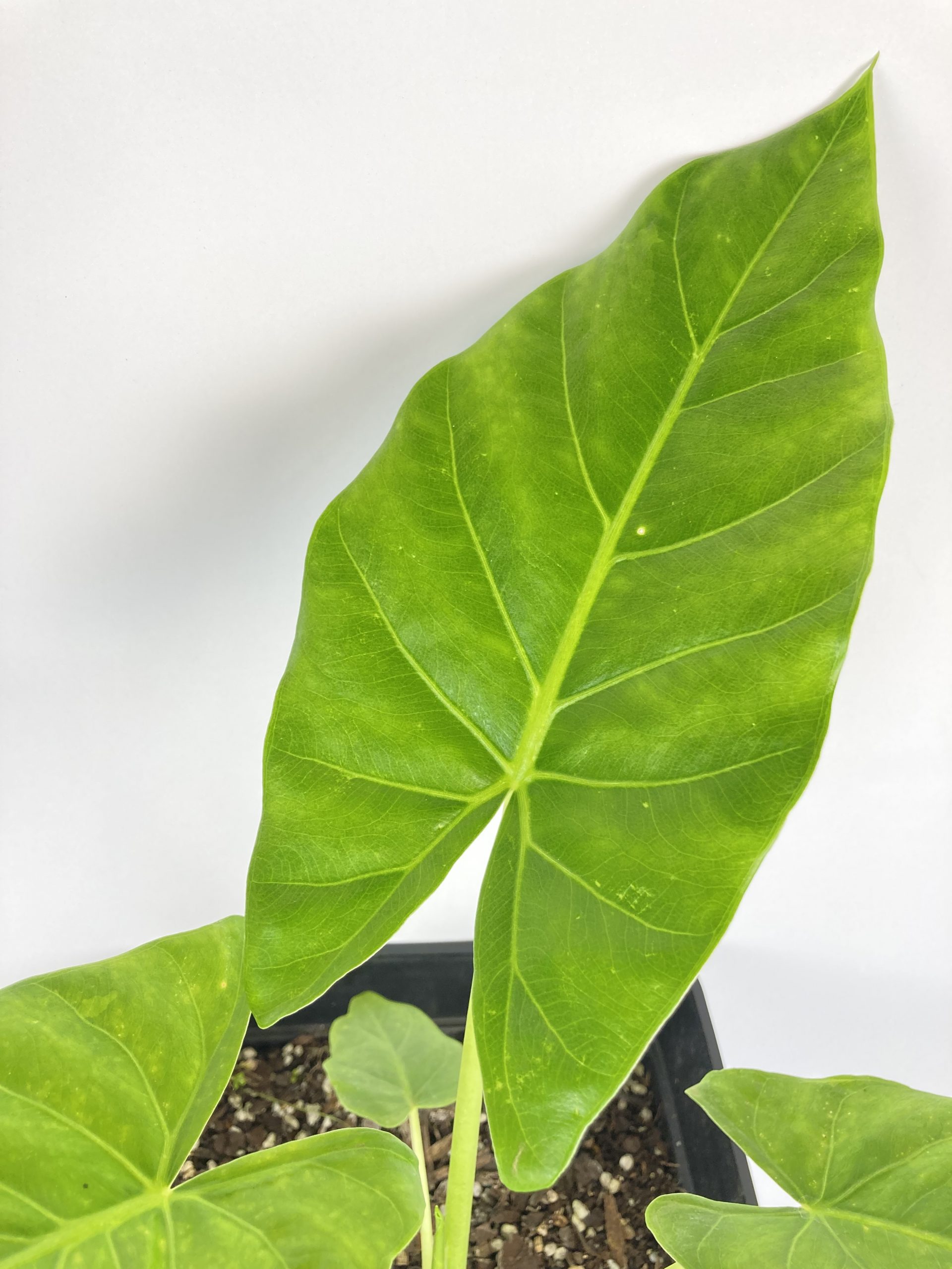 Manto de Eva – Planta tropical para interior