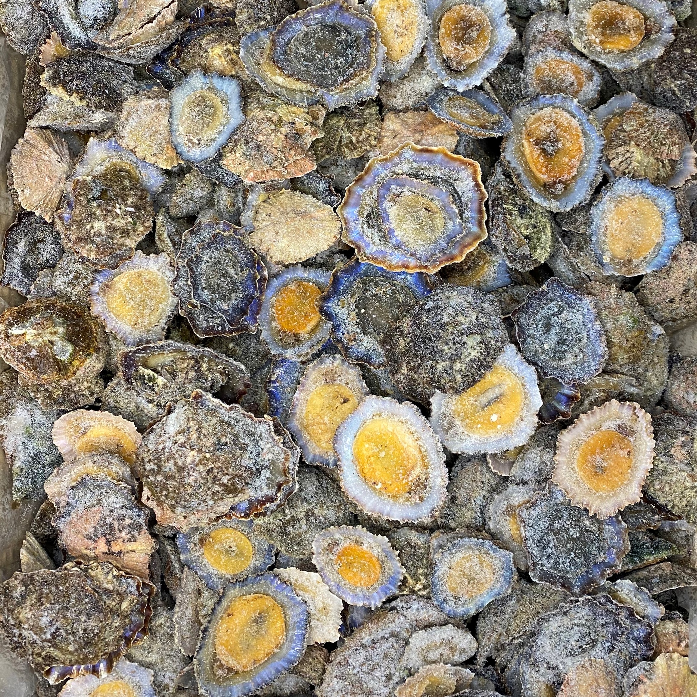 Lapas da Madeira. Disponível apenas para recolha em loja, de