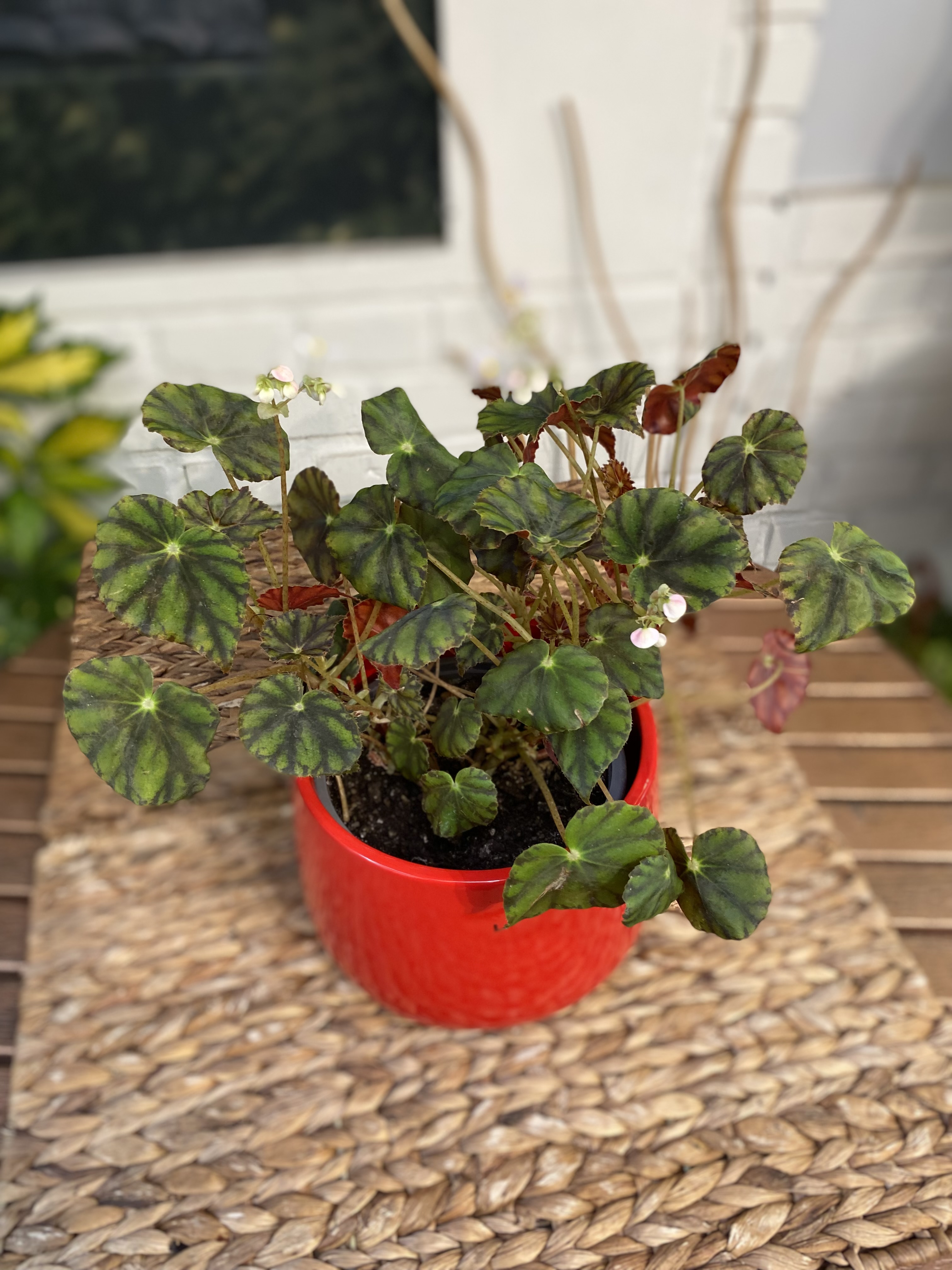 Plantas RV - Begonia Cleopatra tamaño M / Retiro en tienda