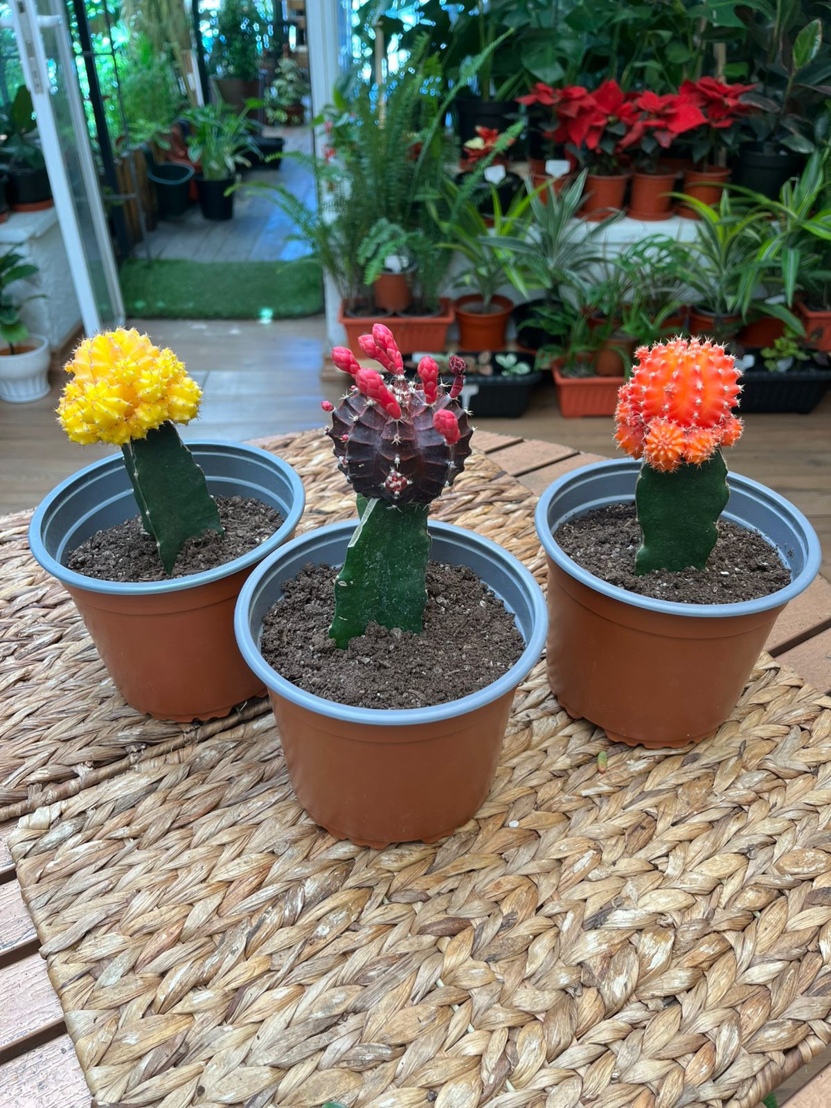 Plantas RV - Cactus Injerto tamaño M