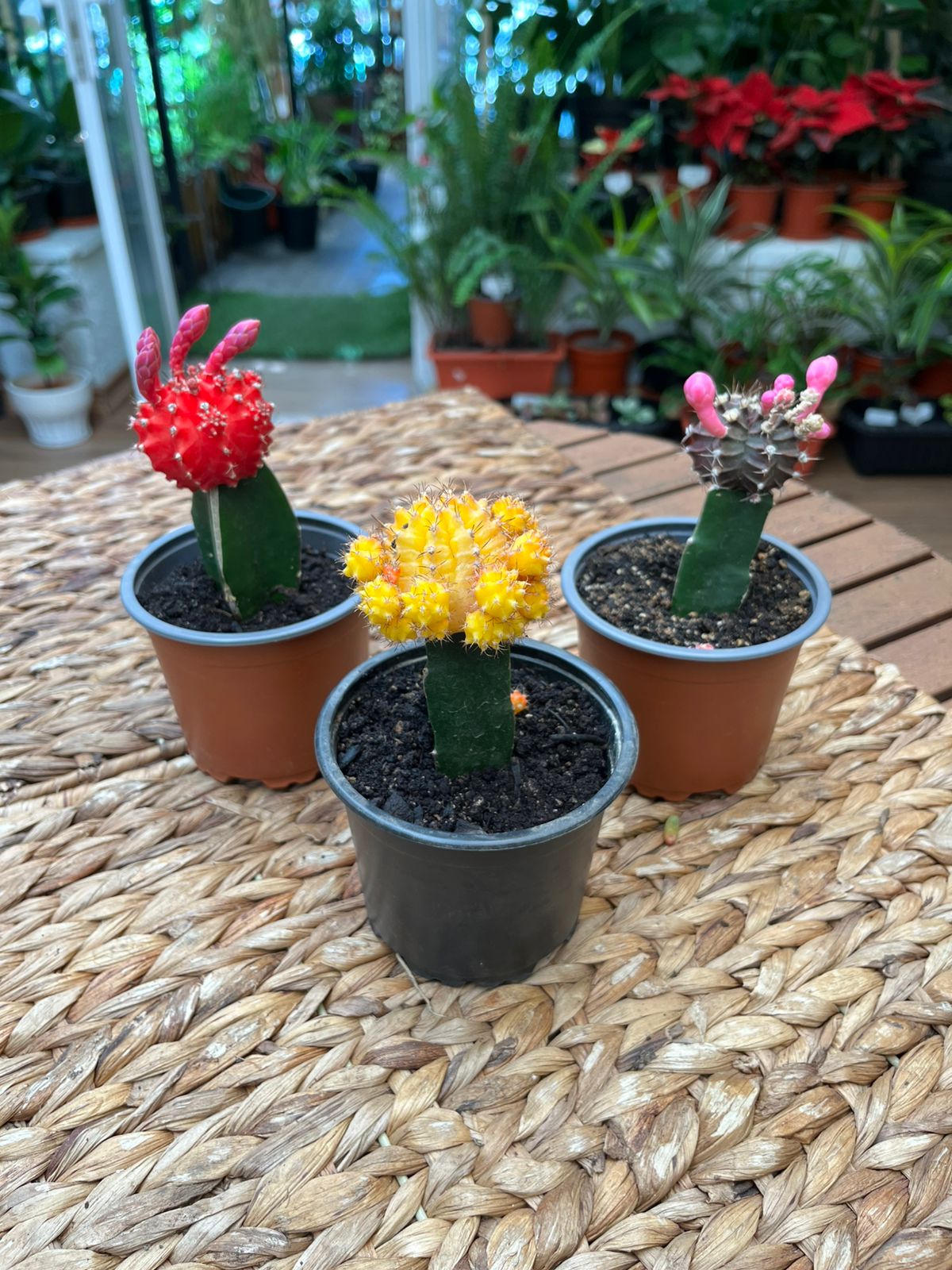 Plantas RV - Cactus Injerto tamaño S