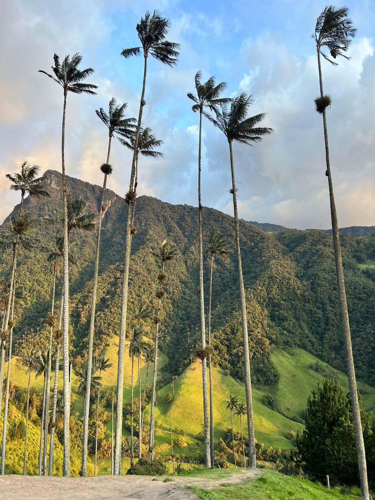 Tour Guiado Corto En El Valle de Cocora Salento (Miradores) | Rural ...