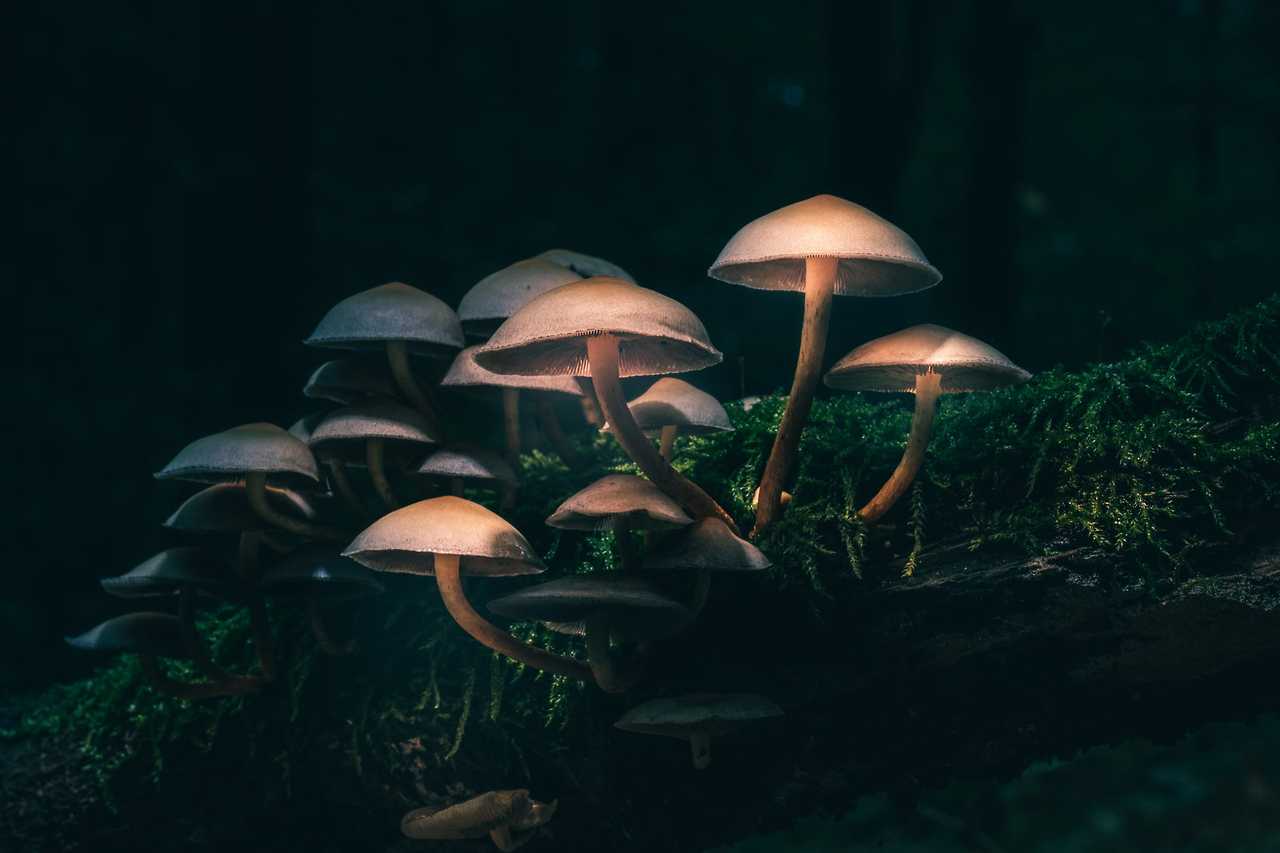 Las setas alucinógenas, la droga recreativa más segura