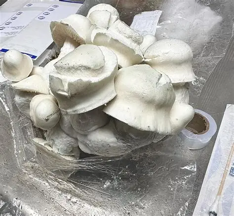Iceberg