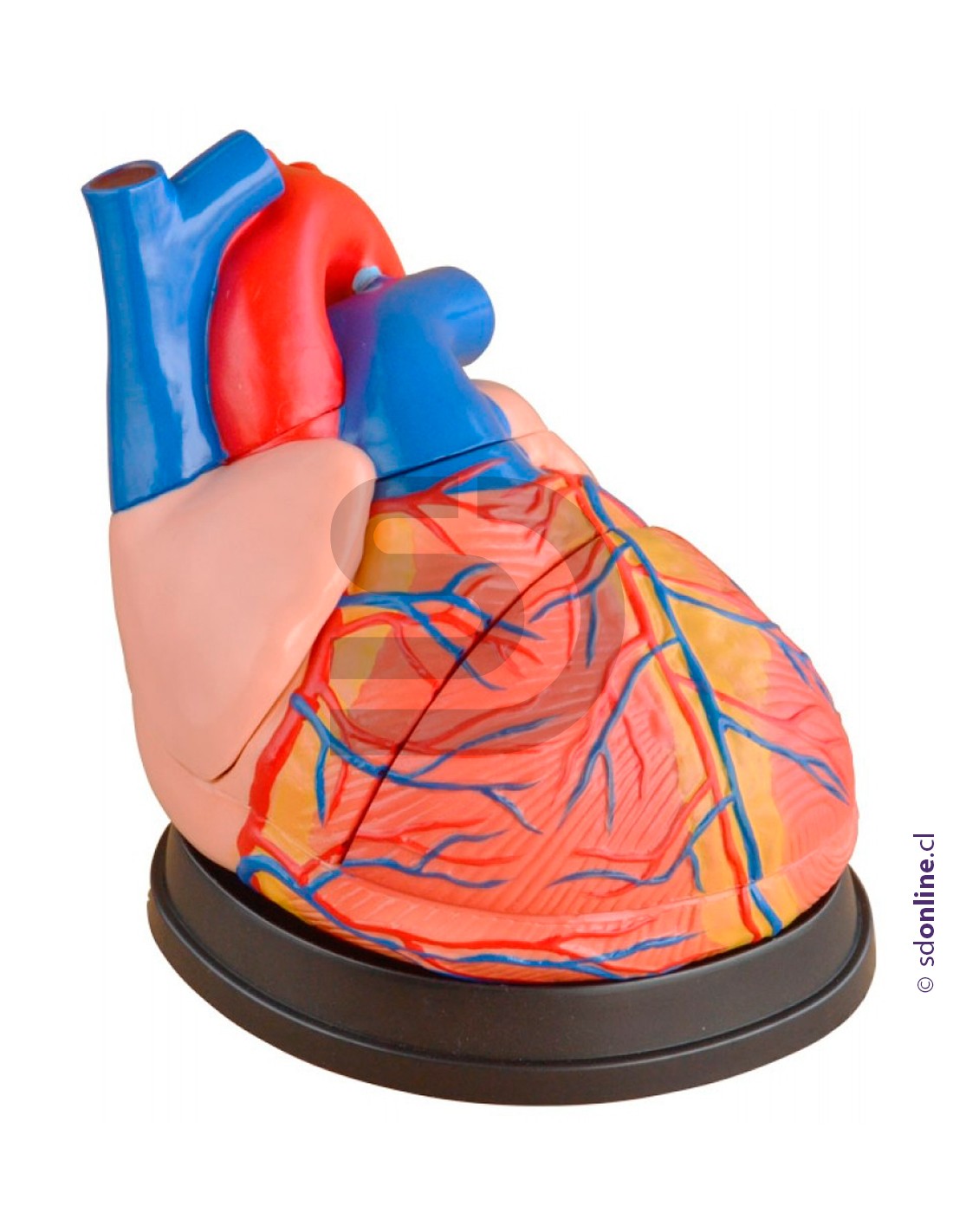 Corazon Con Relieve Y Base Gigante