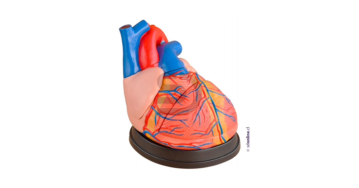 Corazon Con Relieve Y Base Gigante