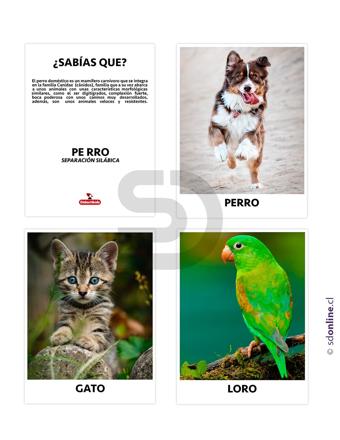 Set De 18 Láminas Animales Domésticos