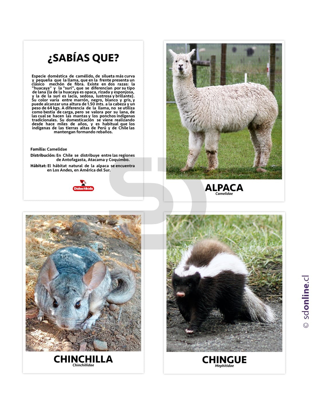 Set De 10 Láminas De Animales De Chile