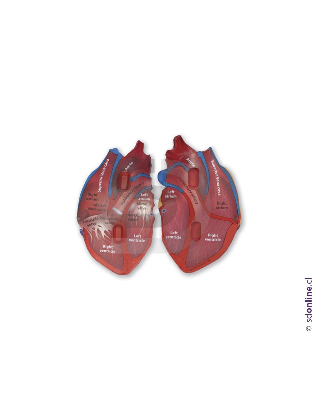 Corazon Corte Transversal