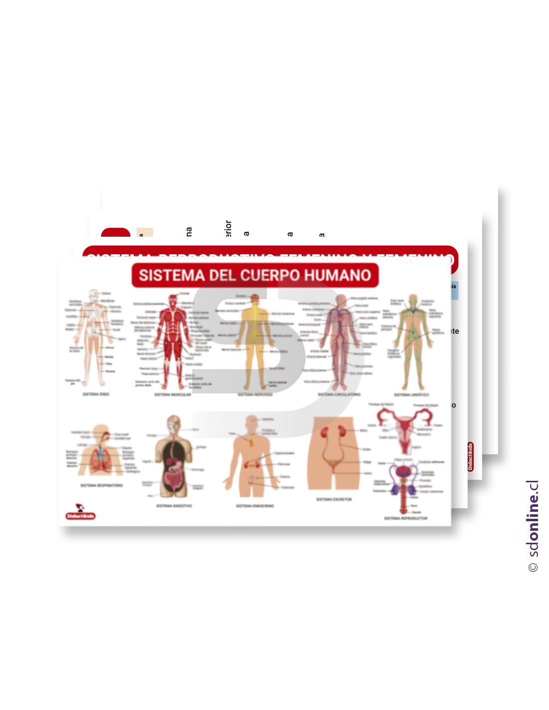 Lámina Educativa Sistema Del Cuerpo Humano