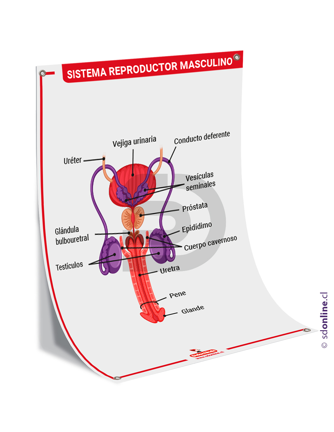 Sistema Reproductor Masculino