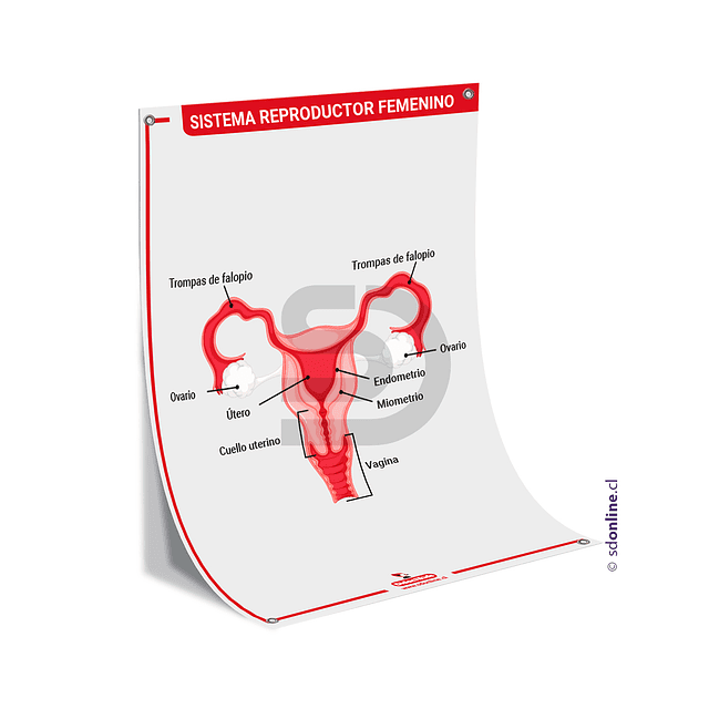 Lamina sistema reproductor femenino 50x70 cm.