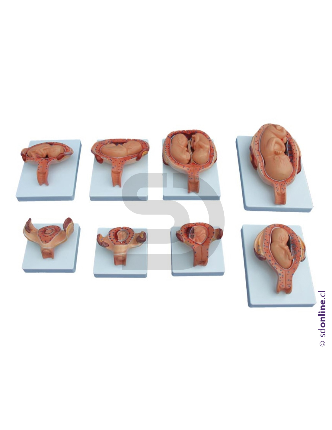 Desarrollo gestación fetal 8 partes tamaño real