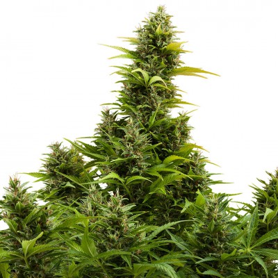 medikit auto - buddha seeds - 3+1 autofem