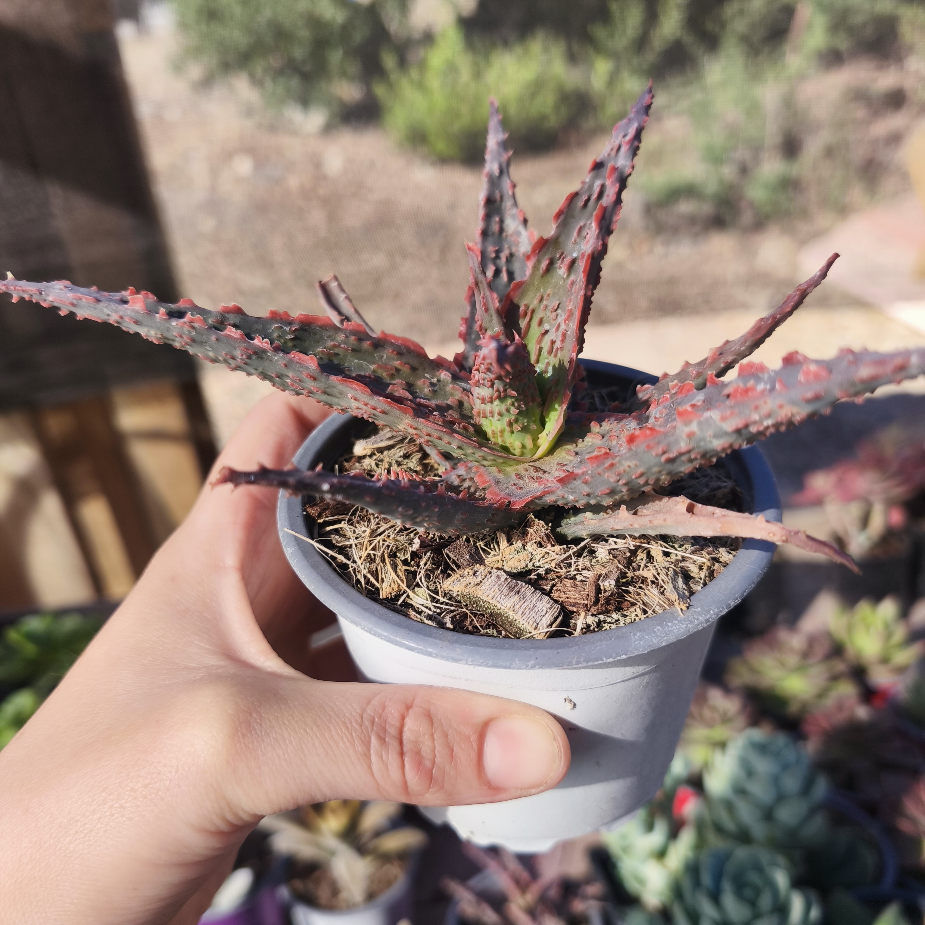 Aloe Viper