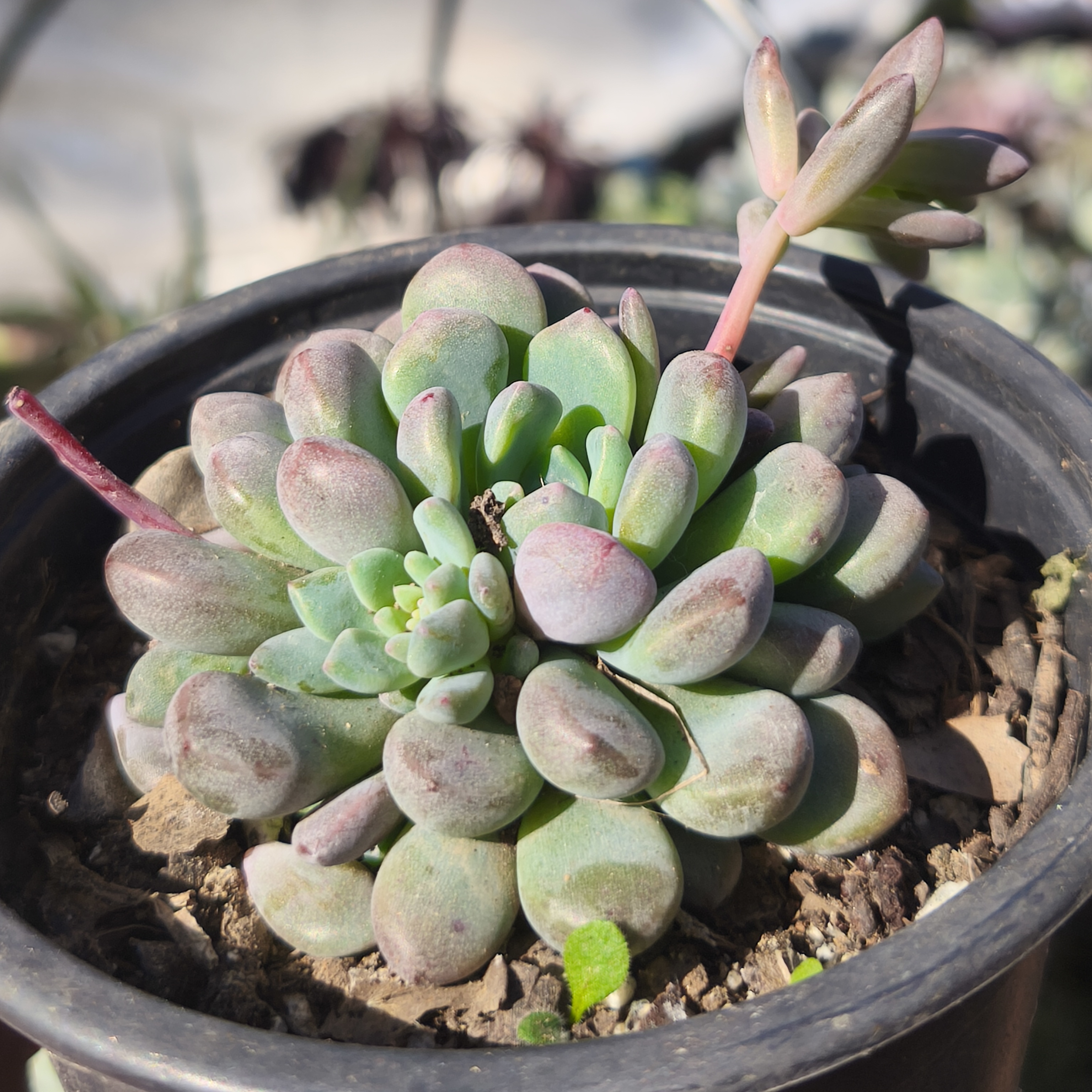 Echeveria cute beans