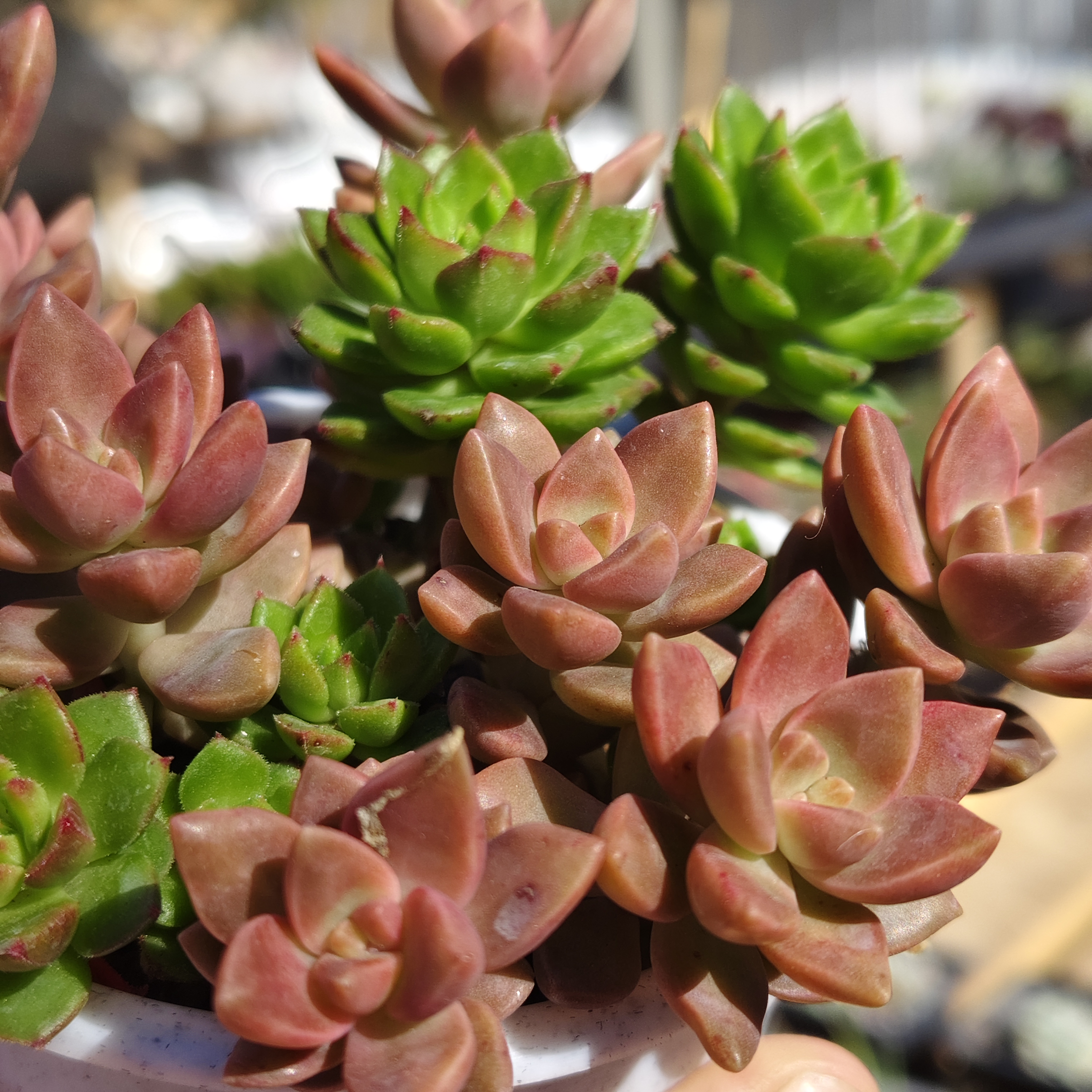 Sedum bronce + Sedeveria Letizia