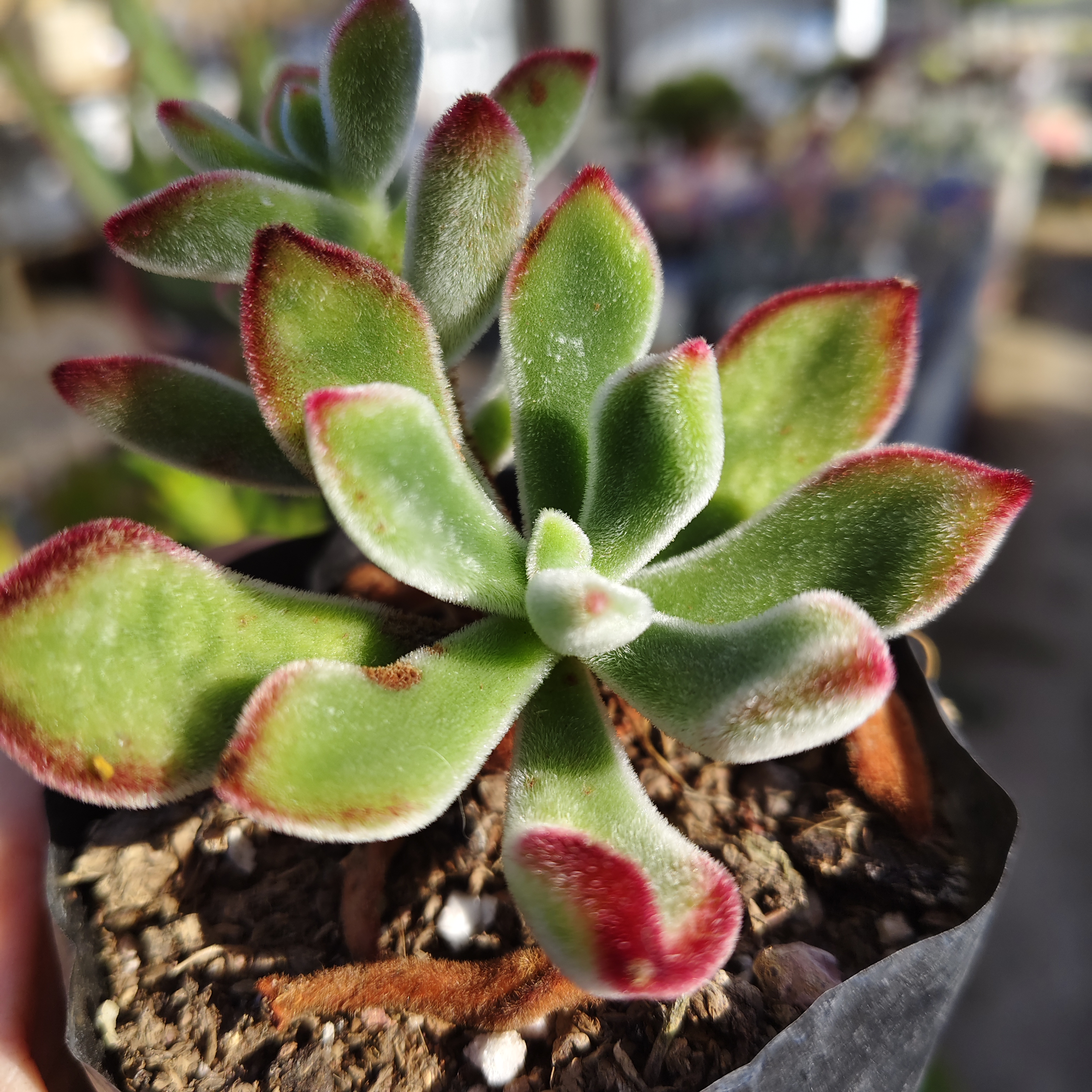 Echeveria Setosa Ruby
