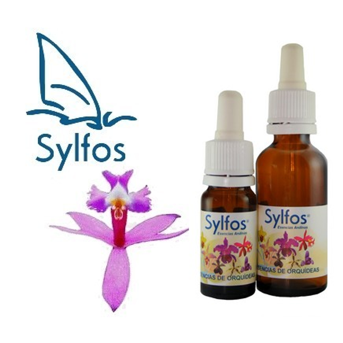 04 - ORQUÍDEA ANGEL