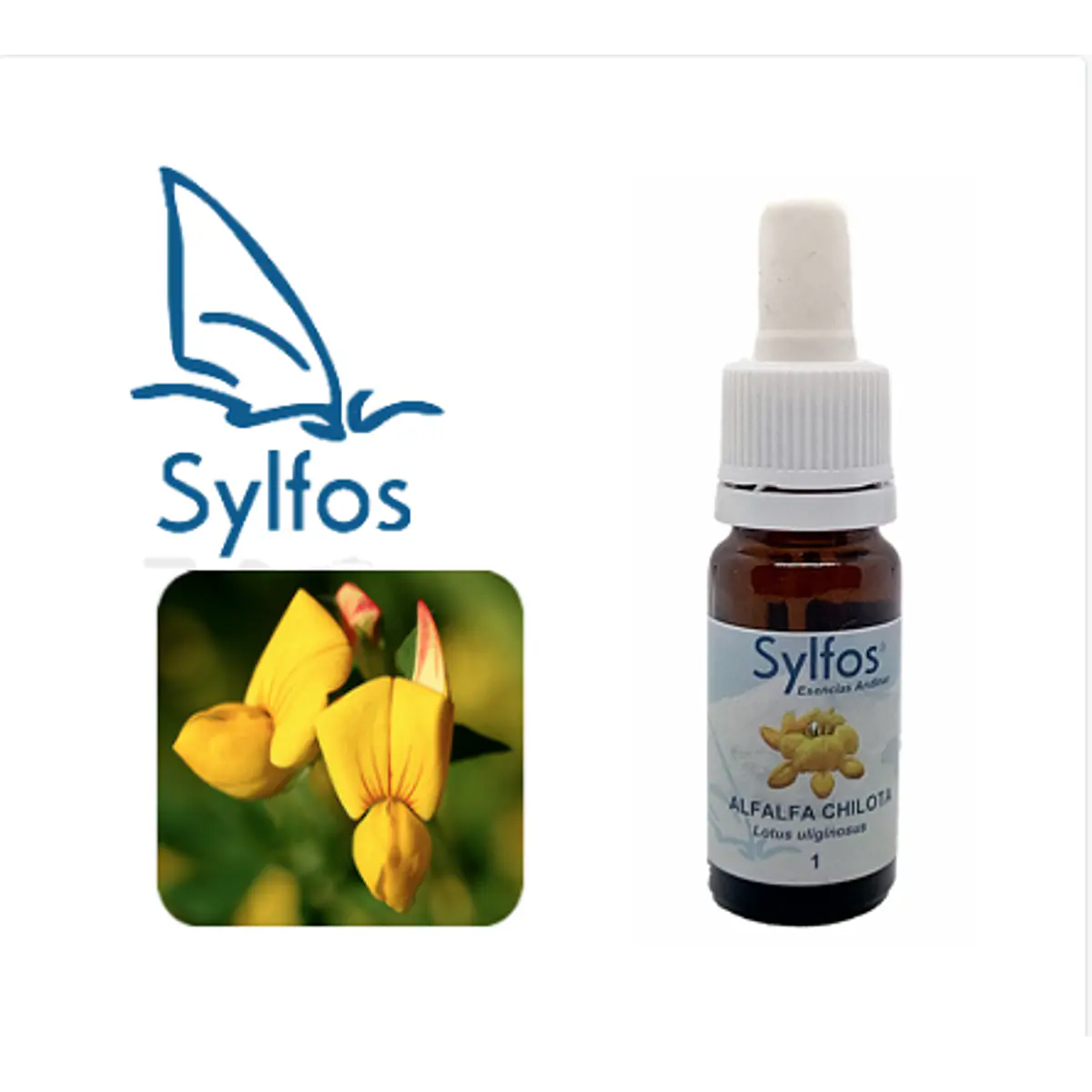 ALFALFA CHILOTA (Lotus uliginosus) - 1