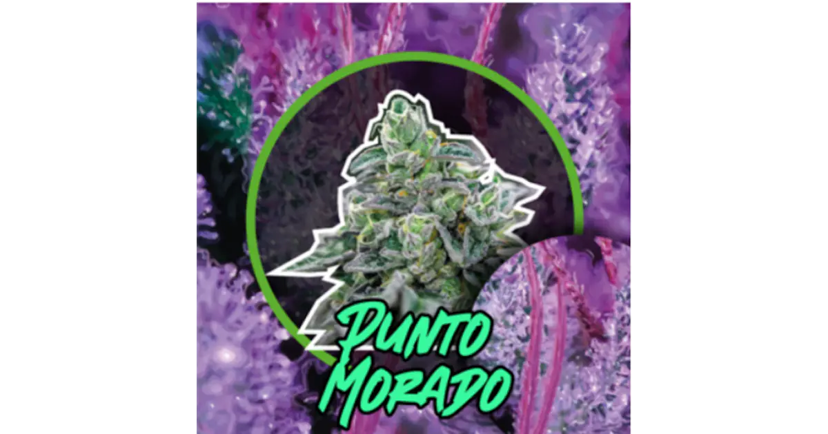 Semilla PUNTO MORADO 4 FAST - DELIRIUM SEEDS