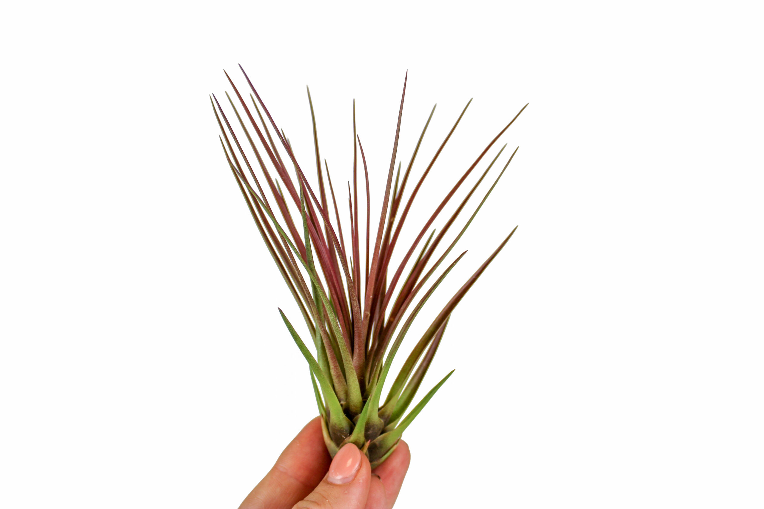 Tillandsia Melanocrater Red - Air Plant