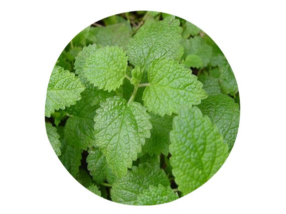 MELISA (Melissa officinalis)