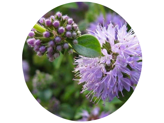 POLEO / MENTA POLEO (Mentha pulegium), 20 gr aprox.﻿ - Pr...