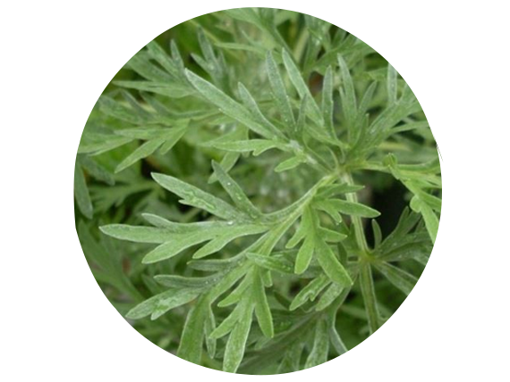 AJENJO (Artemisia absinthium), 20 gr aprox. - ﻿Presentaci...