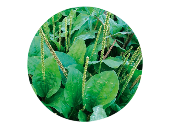 LLANTÉN / LLANTÉN MAYOR (Plantago major) - 20 gr aprox.