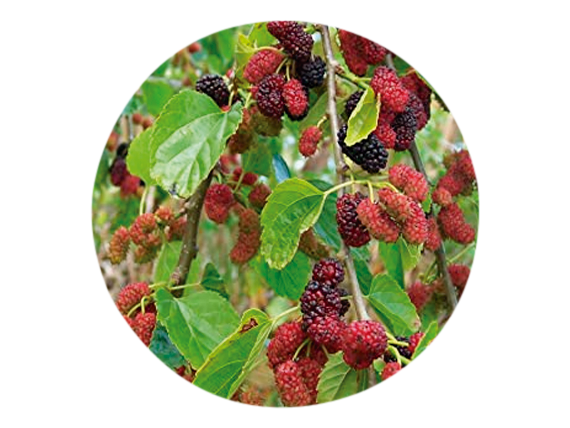 MORERA (Morus nigra), 25 gr aprox. - Presentación: Tallo...