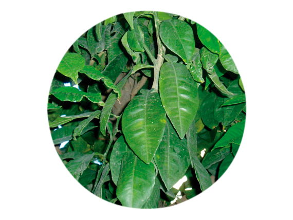 NARANJO AMARGO / NARANJO AGRIO (Citrus aurantium) - 10 gr...