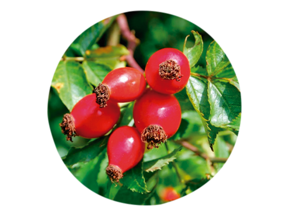 ROSA MOSQUETA / MOSQUETA (Rosa moschata) - 35 gr aprox.