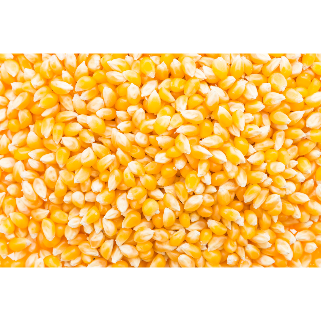 Maíz Curagua 300 grs.