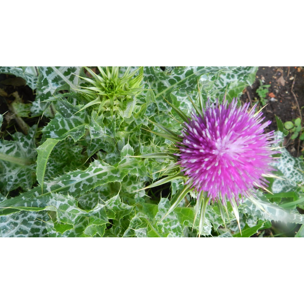 Descubre algunos beneficios del cardo mariano