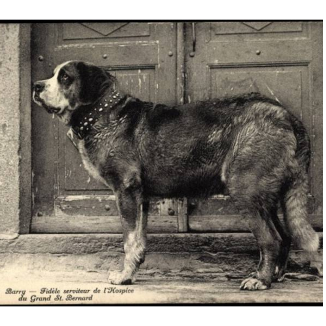 Barry, el Perro Rescatador de las Montañas: Un Héroe de Cua
